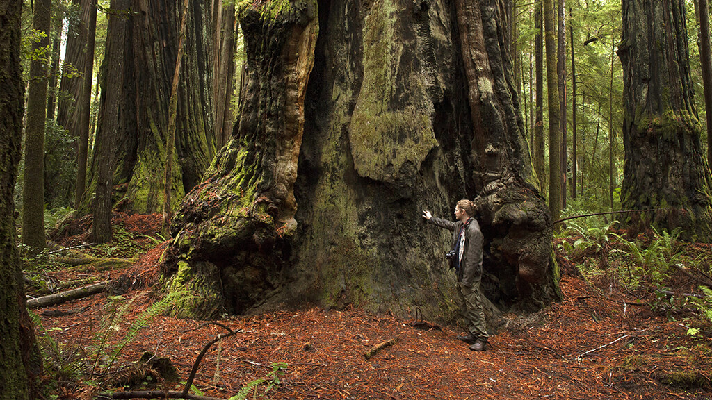 Star Wars Battlefront Planets: Explore Endor - Star Wars - Official EA Site